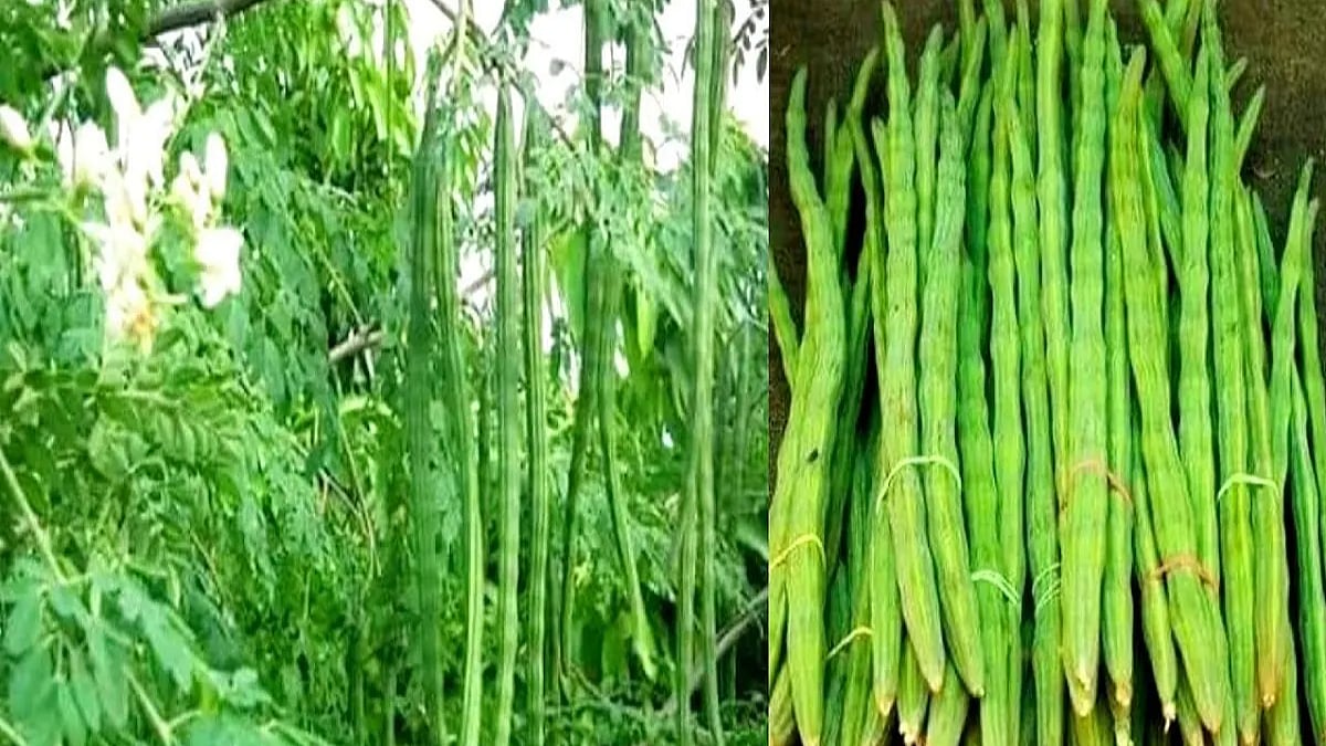 Drumstick Cultivation | शेवगा लागवडीतून ग्रामविकासावर भर | Emphasis on ...