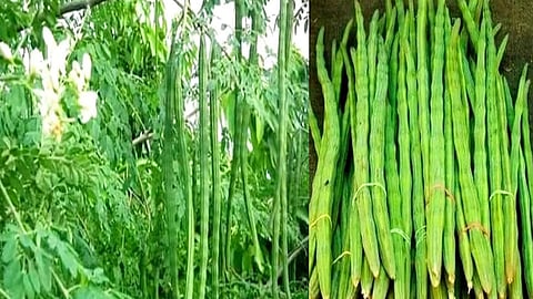 Shevga Cultivation | सुधारीत तंत्राने शेवगा लागवड | Cultivation of ...