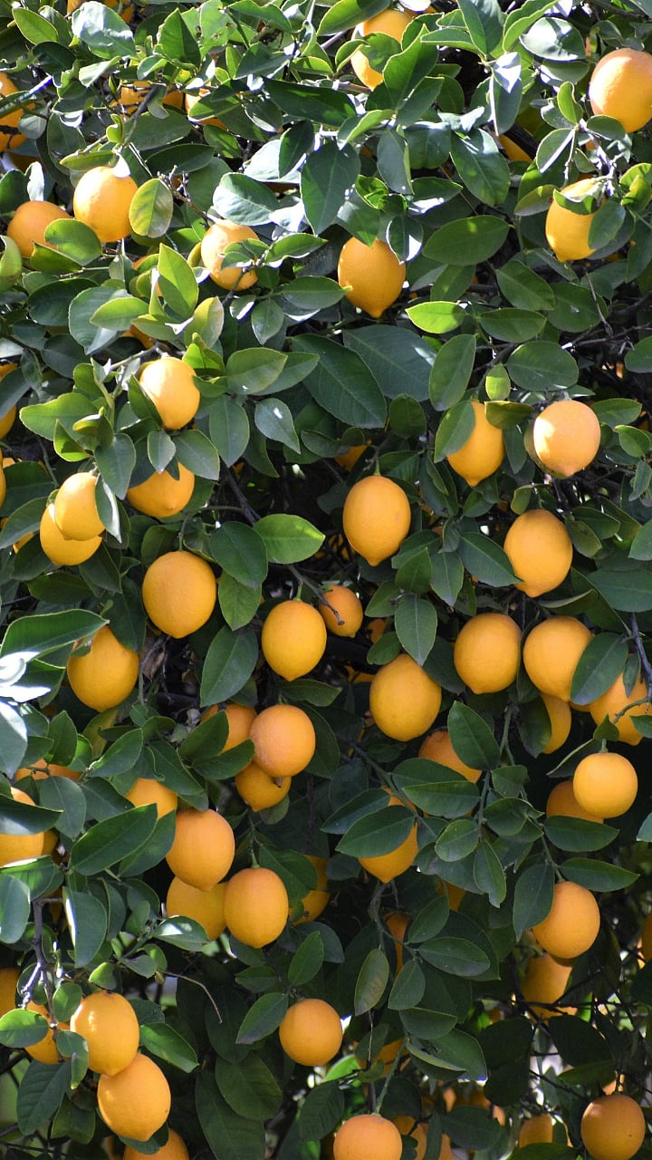 Lemon Rate | लिंबूला सध्या किती मिळतोय दर? | What is the current price ...