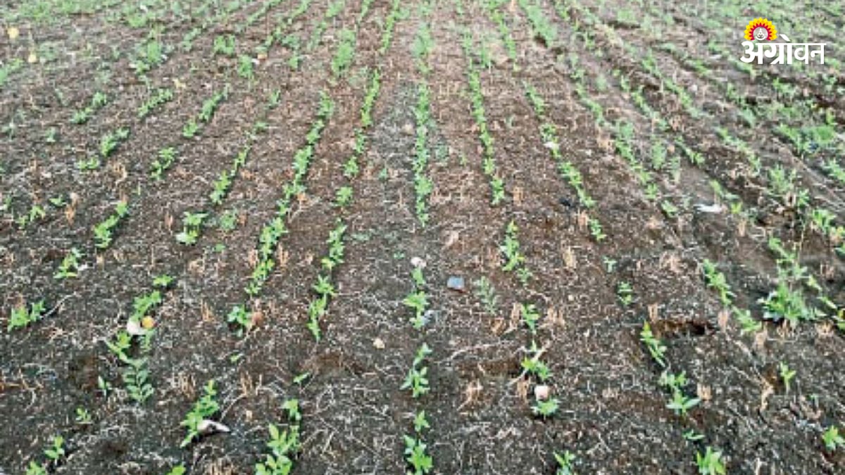 Soybean Sowing | उन्हाळी सोयाबीनचा ७ हजार २२४ हेक्टरवर पेरा | Sowing ...