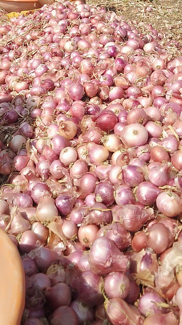 Onion Market|अनुदानापेक्षा कांद्याला 'बेस प्राईज' देणं का गरजेचं? | Why ...