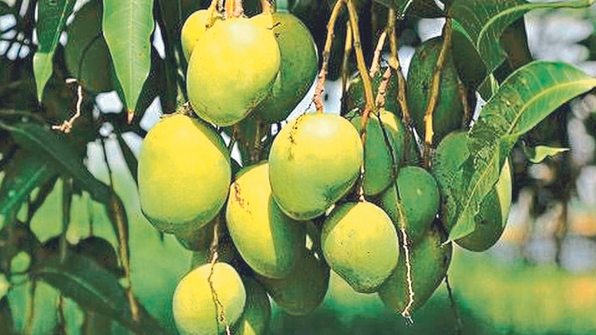 Mango Season | जपूया गावरान आंब्याचा ठेवा | Let's preserve Gavran ...