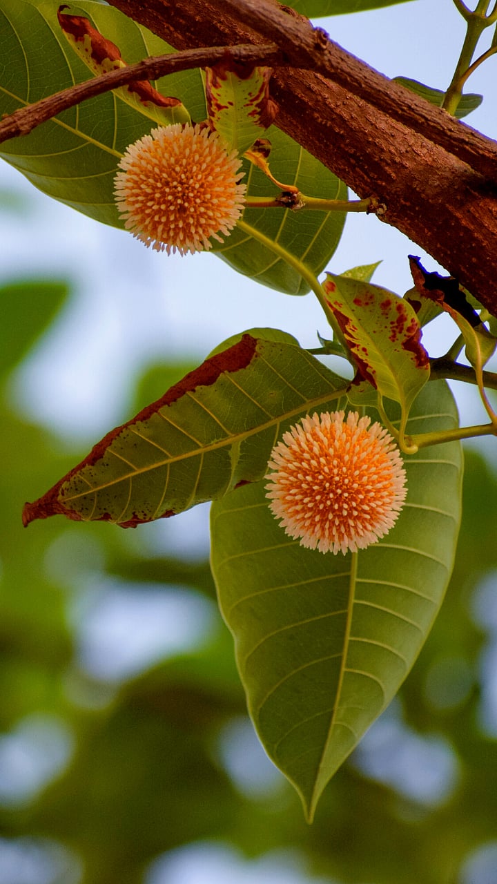 Kadamb Fruit । फूल आणि फळ एकच असलेलं 'कदंब' । Know Everything About ...