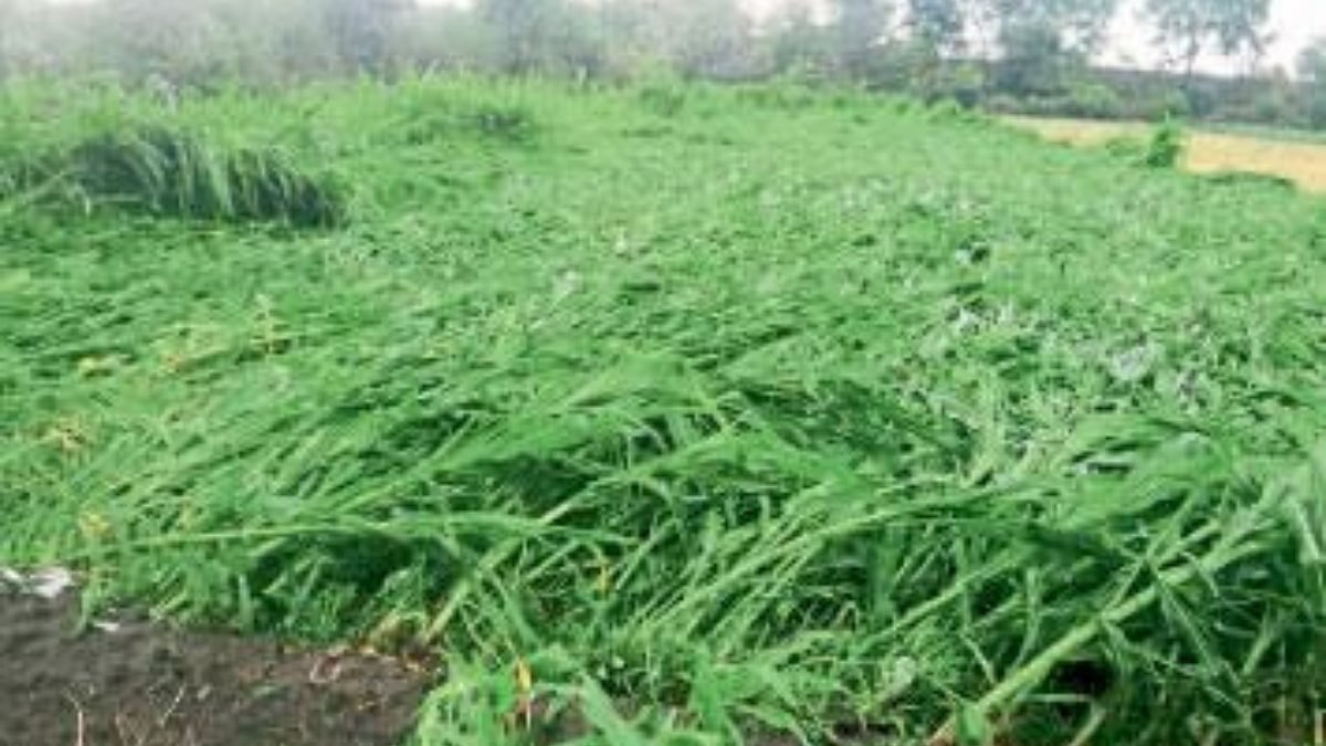 Crop Damage In Buldana | मोताळा तालुक्यात पिकांचे नुकसान | Crop damage ...