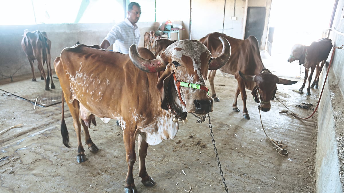 Indigenous Cow Rearing | बोपगांवच्या ज्ञानेश्वर फडतरेंनी साकारली देशी ...