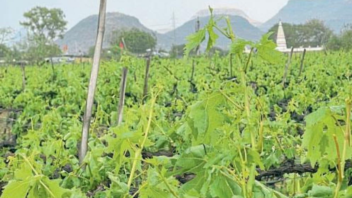 Rain In Maharashtra|पावसानं द्राक्ष, कांदा, कापूस आणि तूर पिकांचं केलं ...