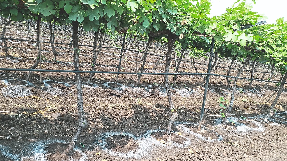 Grape Fertilizer Management | द्राक्ष खरडछाटणी काळातील खत व्यवस्थापन ...