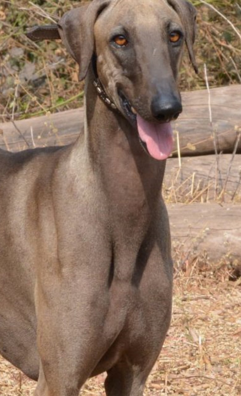 Caravan Dog : शेताच्या राखणीसाठी अस्सल भारतीय कारवान श्‍वान | Indian ...