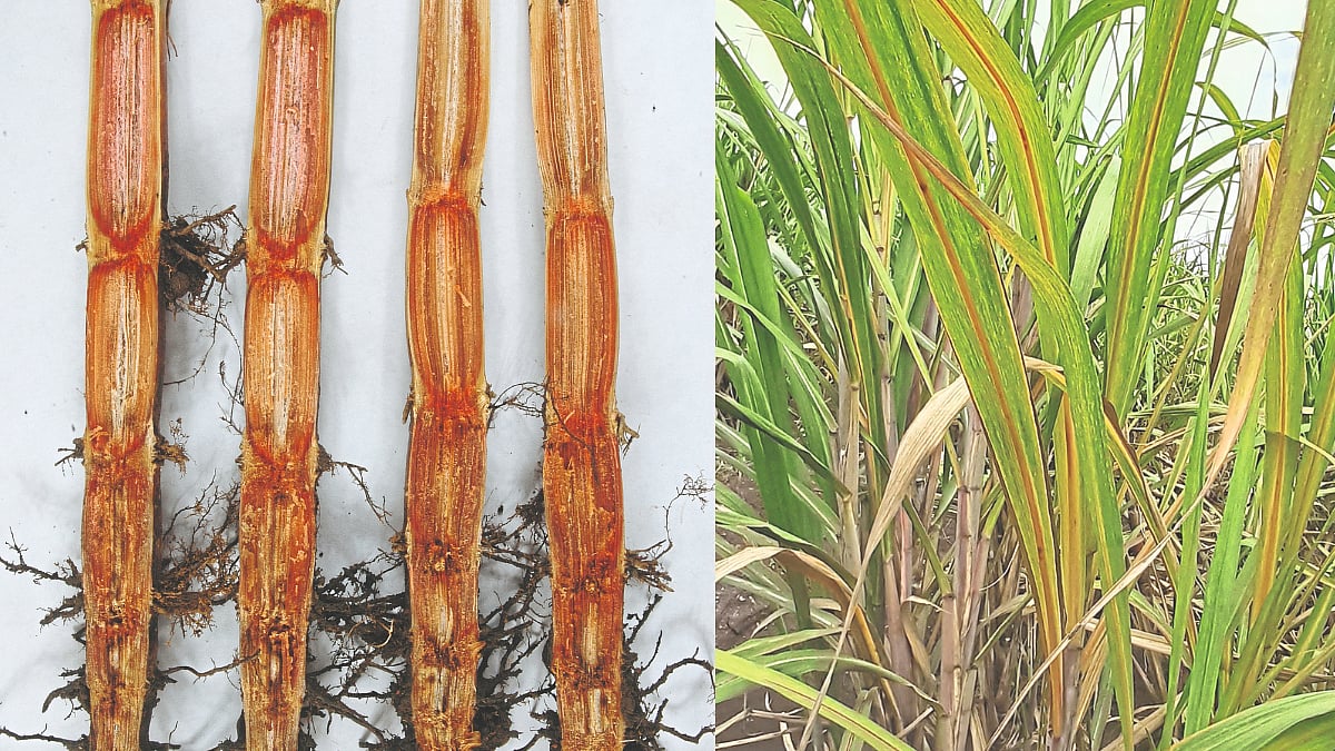 Sugarcane Decease Control | ऊस पिकावरील मर, रेड रॉट रोगांचे नियंत्रण ...