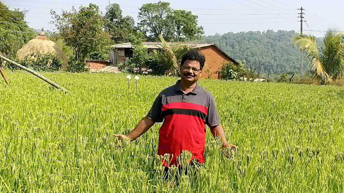 Summer Ragi Cultivation : कसा यशस्वी ठरला उन्हाळी नाचणी लागवडीचा प्रयोग ...