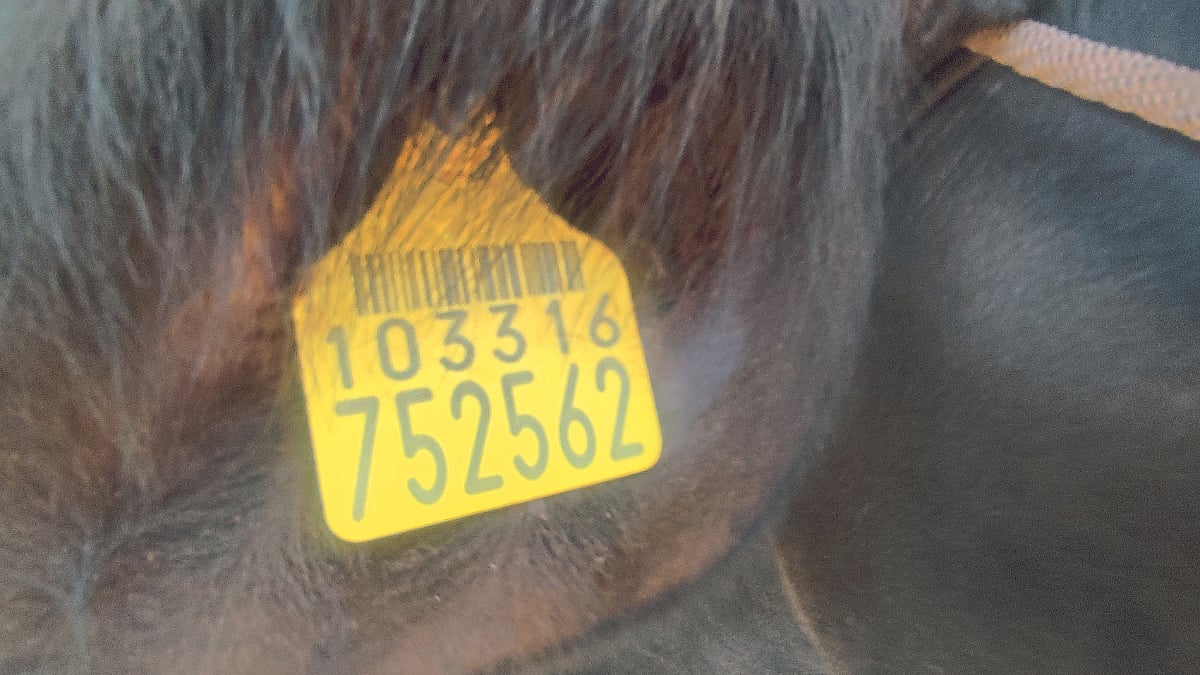 Animal Geo Tagging । जनावरांच्या टॅगिंगची अट गोठा बांधणीसाठी शिथील ...