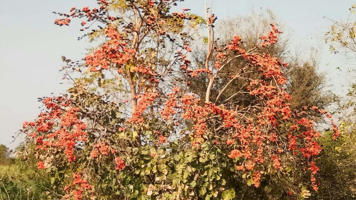 Mahua Flower | मोहफुलात मानवी पोषणमूल्ययुक्त कोणते आहेत घटक?| What are ...