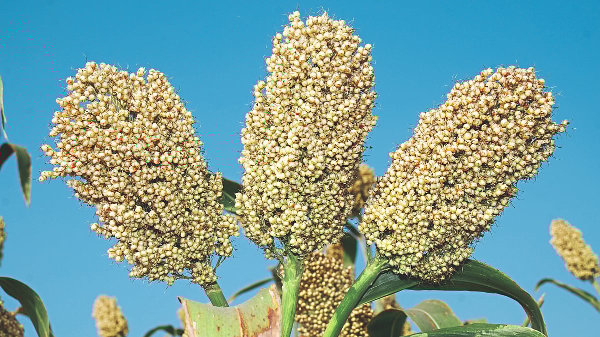 Jowar Crop | ज्वारीचे आरोग्यदायी गुणधर्म काय आहेत? | What are the ...