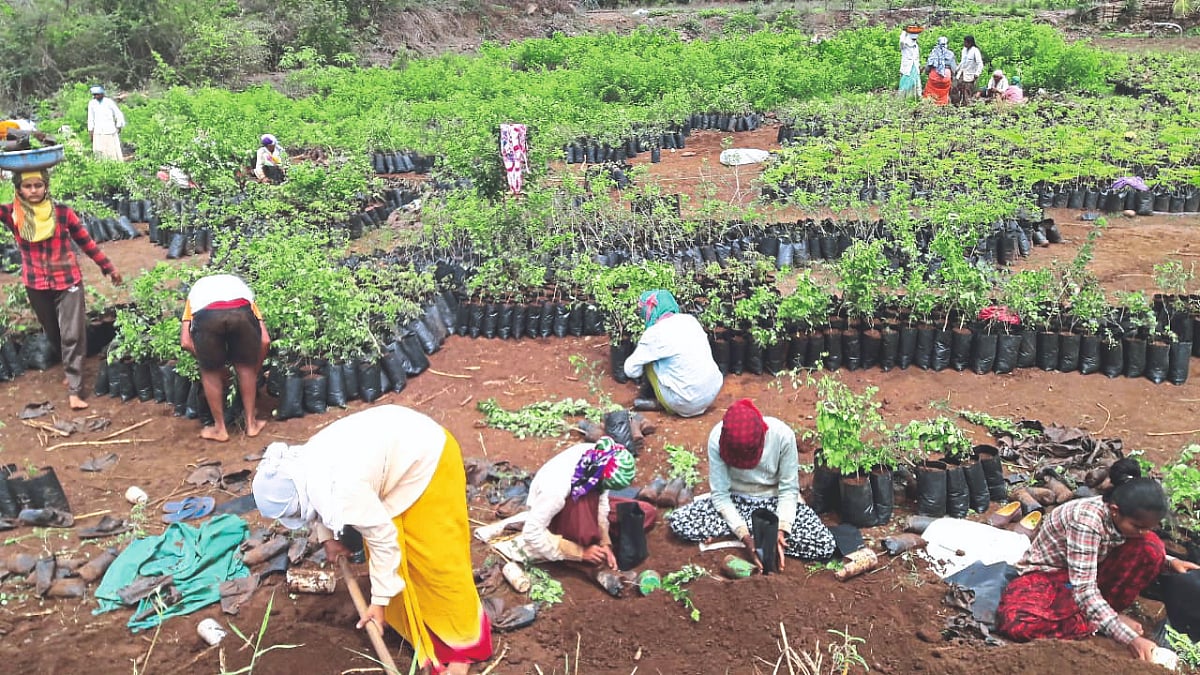 Nursery Update | पलूस तालुक्यातील महिलांनी रोपवाटिकेतून तयार केली ओळख ...