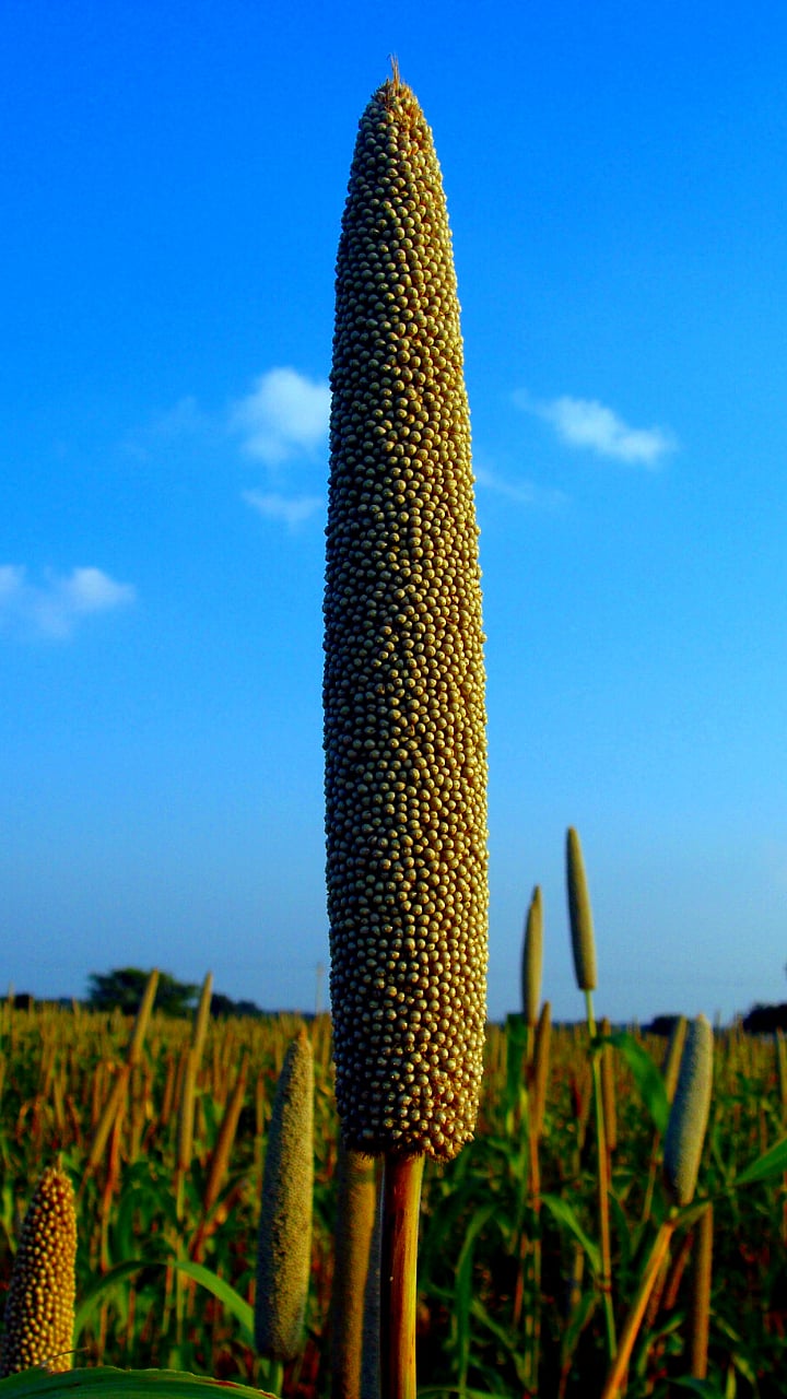 Bajari Market । कशामुळे वाढतेय बाजरीची मागणी ? । Why Demand Of Bajari ...