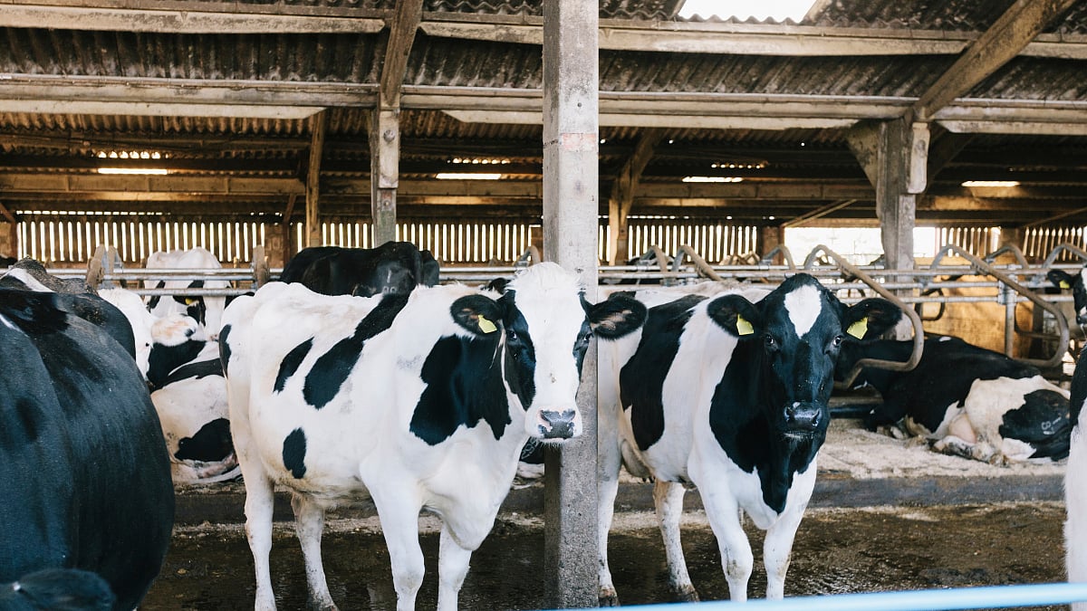 Milch Animal Management : दुभत्या जनावरांच्या रोमांथिकेतील पचन तंत्र ...