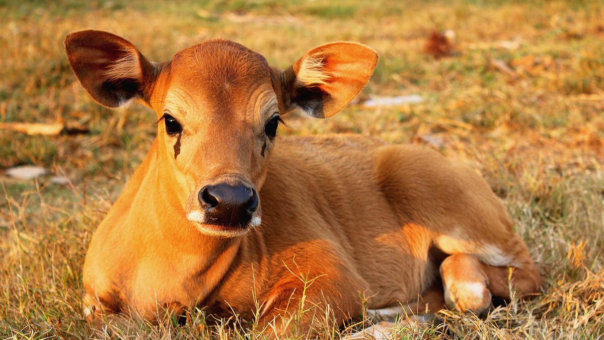 Calf Care : वासरांची वाढ का खुंटते?|Why does calf growth slow?