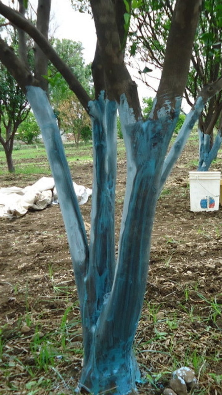 Bordo paste : घरच्याघरी बोर्डो मिश्रण तयार करण्याची ही आहे पद्धत| How ...