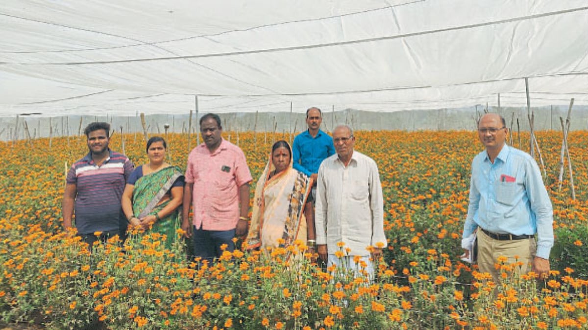 Indian Agriculture | देऊळगावराजातील विनोद चव्हाण यांनी संरक्षित शेतीतून ...