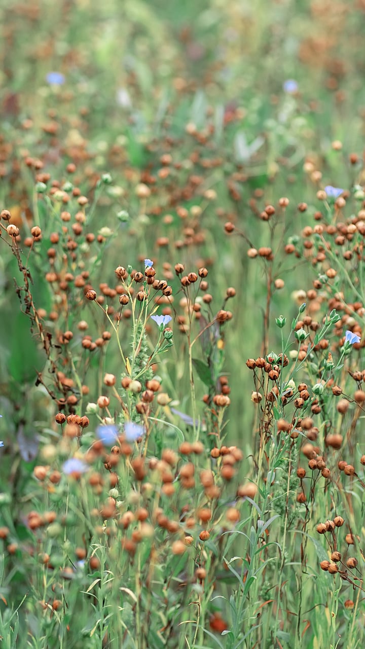 Linseed Use : जवस आरोग्यासाठी फायदेशिर| Benefits Of Linseed