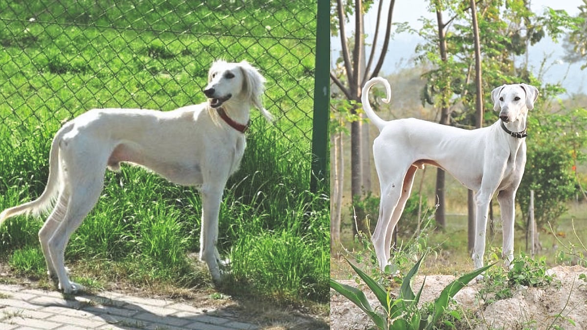 Dog breeds of India | ओळख भारतातील श्वान प्रजातींची... | Indigenous dog ...