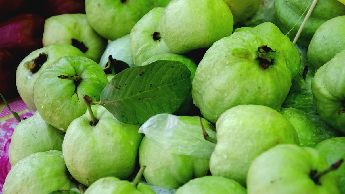 Guava Processing | पेरू प्रक्रियेचे तंत्र | Guava Processing Techniques ...