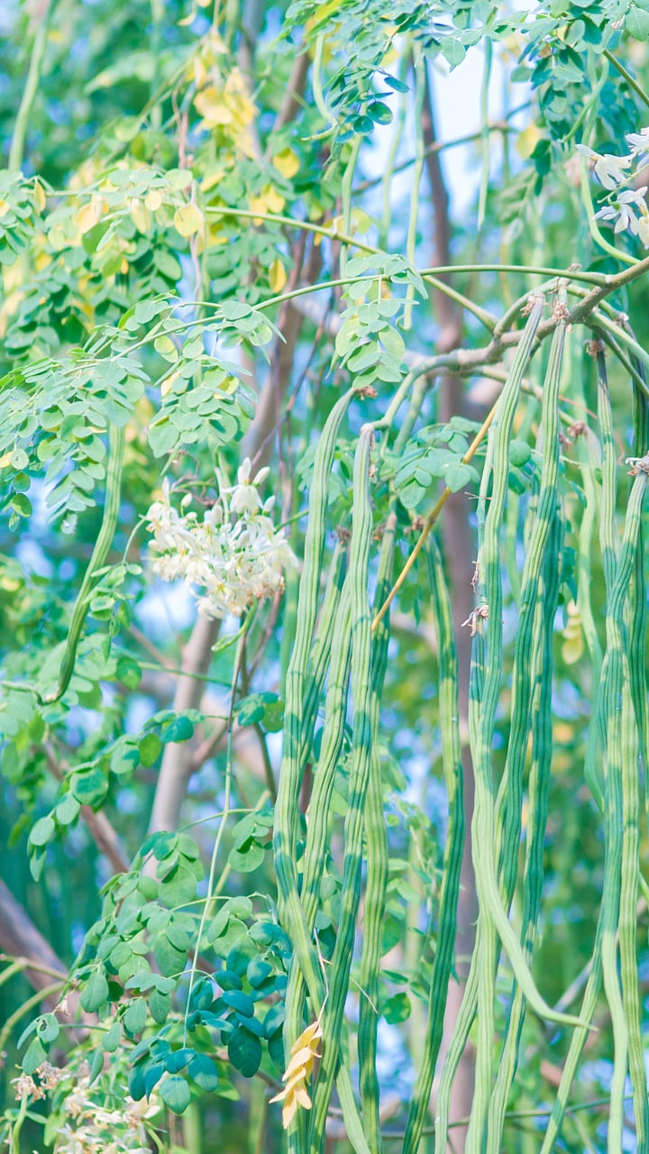 Moringa Cultivation : फायदेशिर शेवगा लागवडीसाठी कोणत्या गोष्टी आवश्यक ...