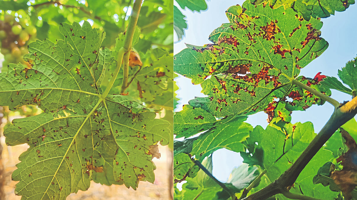 Grape Disease Management | द्राक्षावरील बुरशीजन्य, जिवाणूजन्य करपा ...