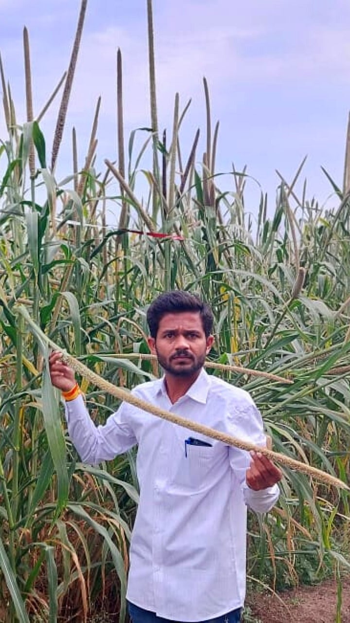 Turkey Bajari Variety । बाजरीच्या वाणाला चक्क ४ फुटांच कणीस ; शरद ...