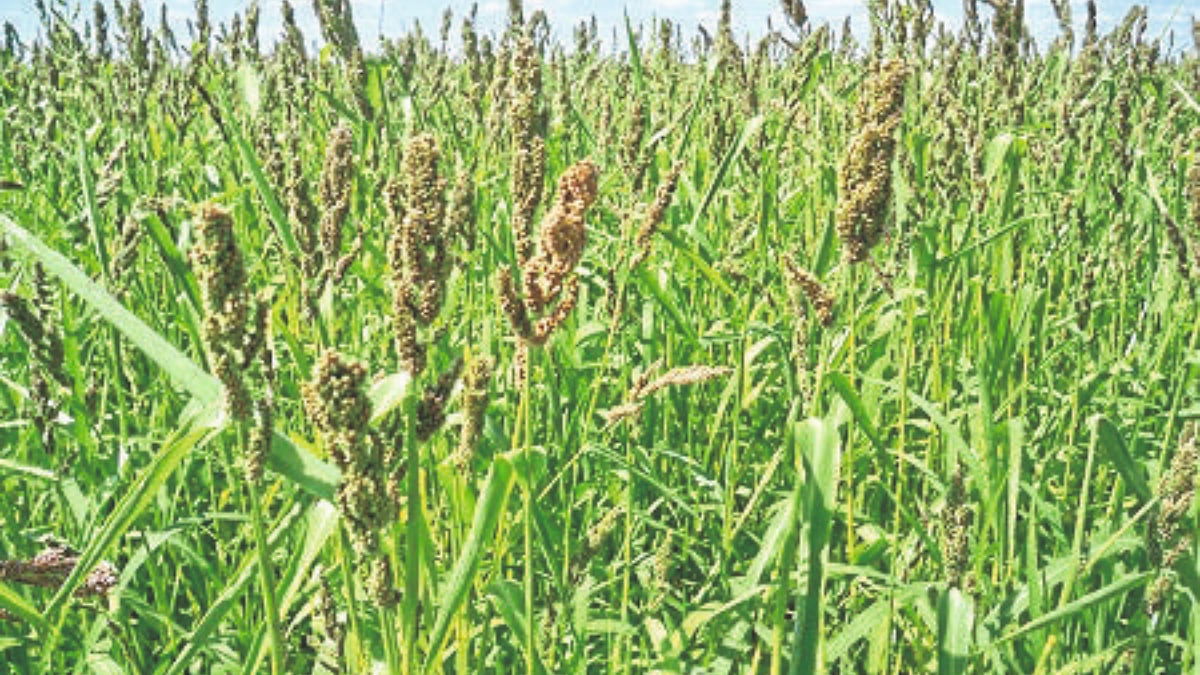 Millet Update | मकरा भरडधान्य आहारात का असावे? | Why Makara should be ...