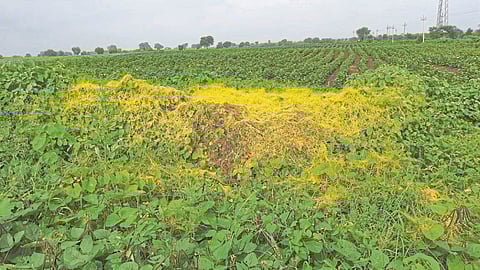 Integrated Weed Management । अमरवेल तणाचे एकात्मिक व्यवस्थापन ...