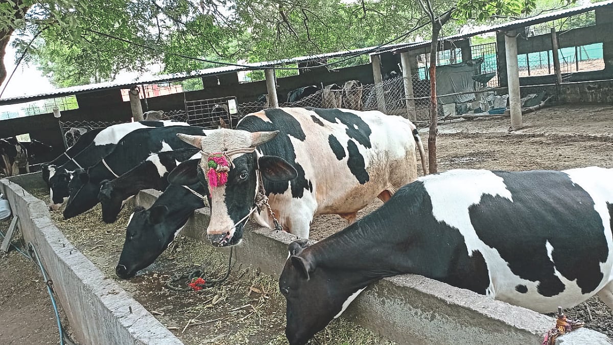 Cow Rearing | पाथर्डी तालुक्यातील जितेंद्र चेमटे यांचे गोपालन | Cow ...