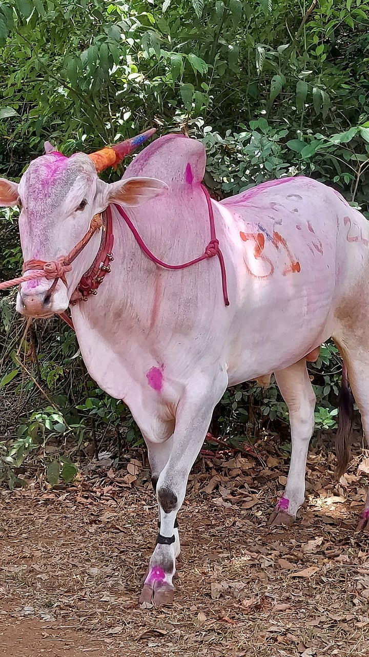 Khillar Breed : शर्यतीसाठी तयार खिल्लार!|