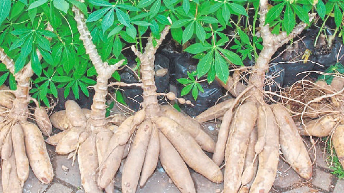 Cassava Tuber Crop : थायलंडमध्ये उसाऐवजी कसावा कंदाला पसंती|Cassava ...