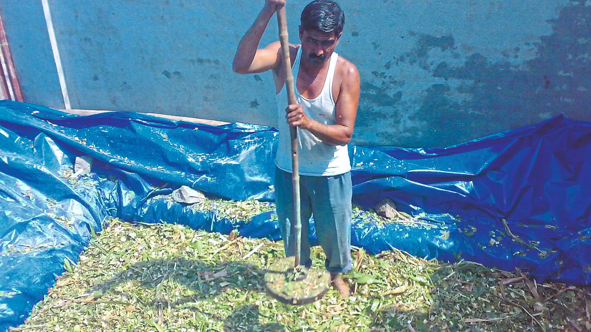 Silage Making : मुरघास कसा बनवायचा? |How to make Silage?