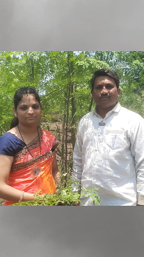 Shevga Cultivation | सुधारीत तंत्राने शेवगा लागवड | Cultivation of ...