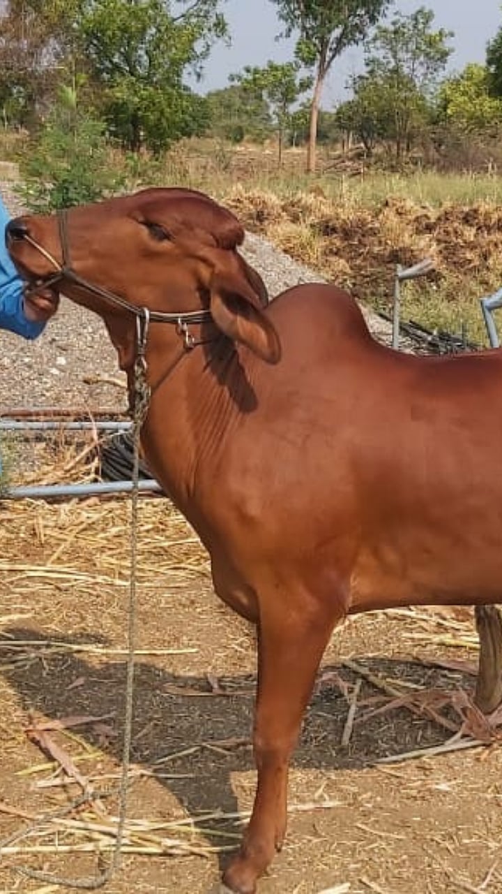 Desi Cow Rearing । लाल कंधारी गोवंश संवर्धन आणि संगोपन । Lal Kandhari ...
