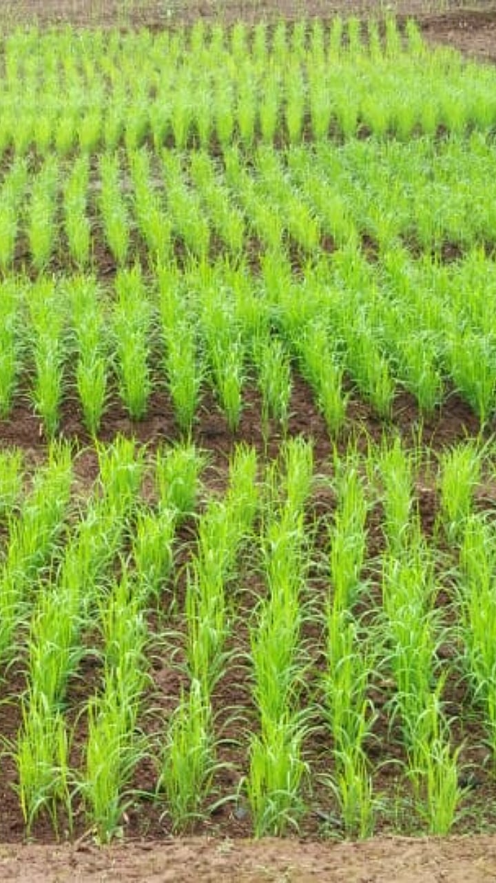 Paddy Seed Treatment : भात पेरणीपुर्वी बियाण्याला कशी बीजप्रक्रिया ...