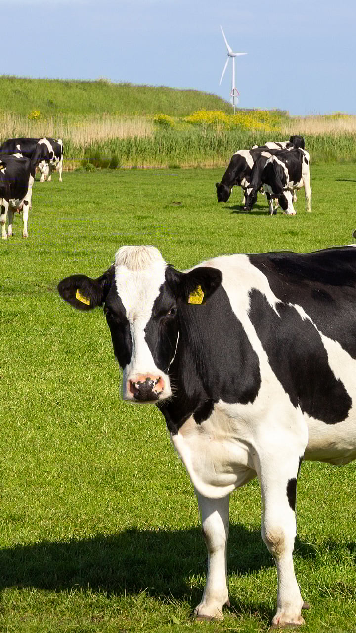 Hybrid Cow : आला उन्हाळा संकरित गाईंना सांभाळा!|Take care of the hybrid ...