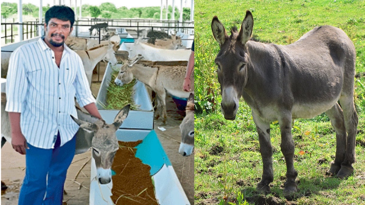 Donkey Farm | तमिळनाडूमध्ये उभारला देशातील पहिला ५ हजार गाढवांचा फार्म ...
