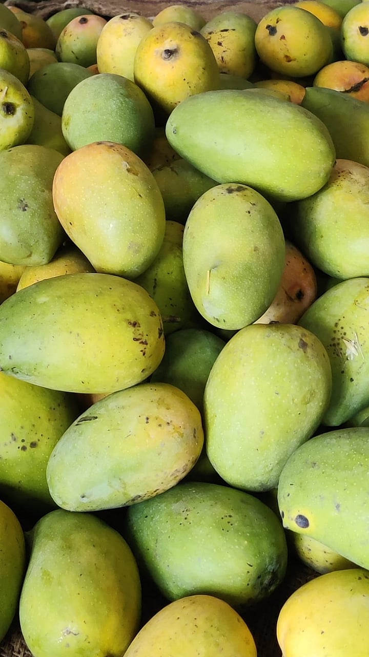 Mango Season| जुन्या आमराई पिकवायला कुठली पावडर होती? | What was the ...