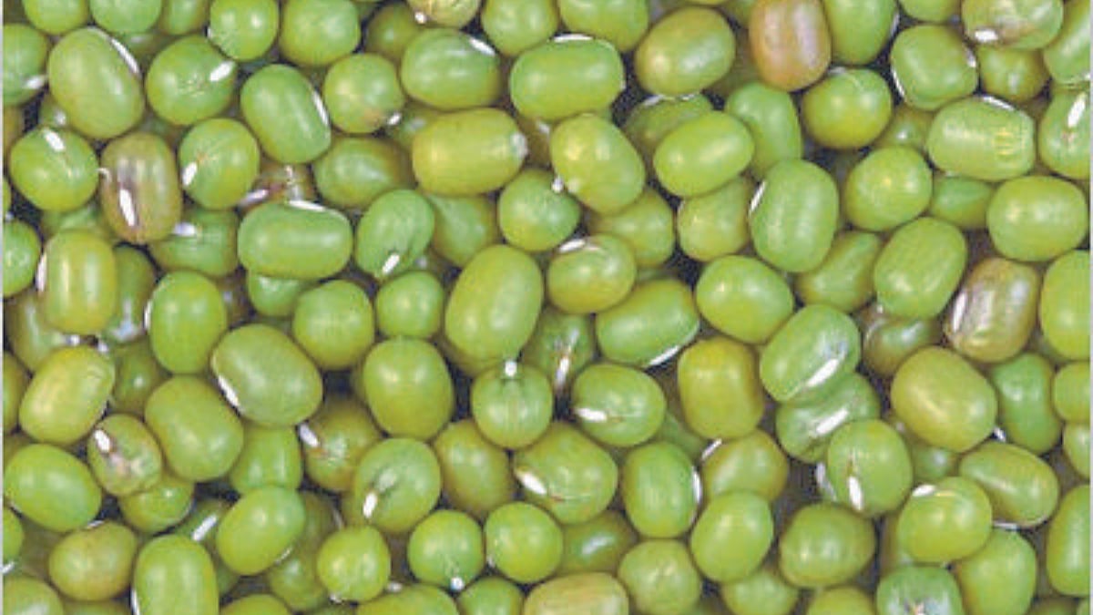 Summer Sowing । उन्हाळी हंगामात मुगाला पसंती । Farmer preferred moong ...