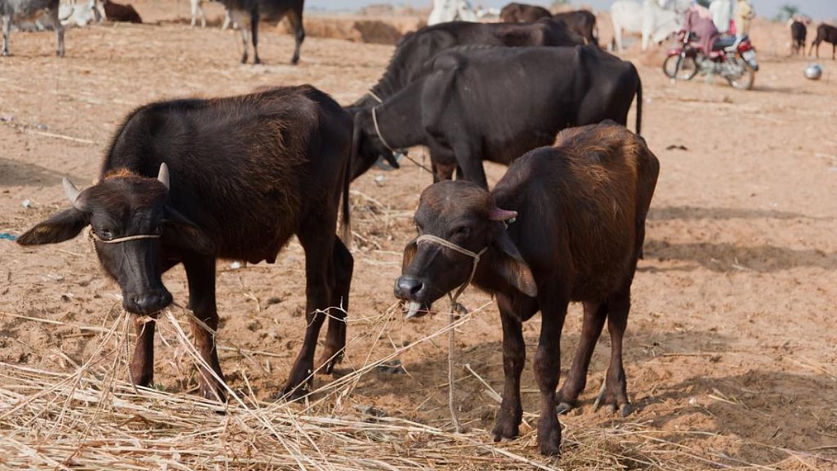 Animal care : काँग्रेस गवत खाल्ल्यामुळे जनावरावर काय परिणाम होतात ...