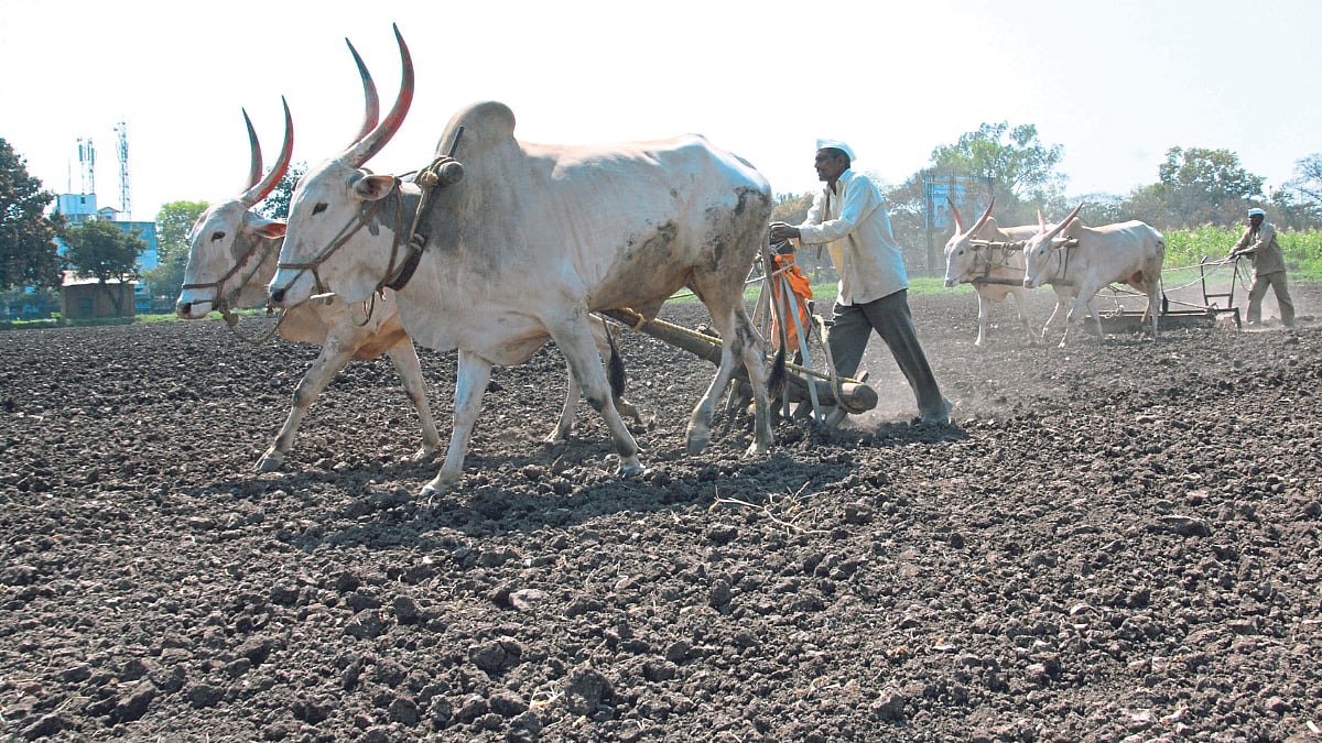 After kharif sowing is over, sowing of urad is half done
