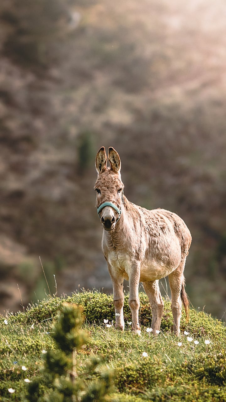 World Donkey Day । गाढवांच महत्त्व अजूनही दुर्लक्षित । May 8 is ...