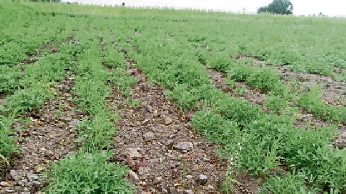 Matki Sowing | मटकीच्या क्षेत्रवाढीसाठी यंदा ९०० हेक्टरवर प्रात्यक्षिके ...