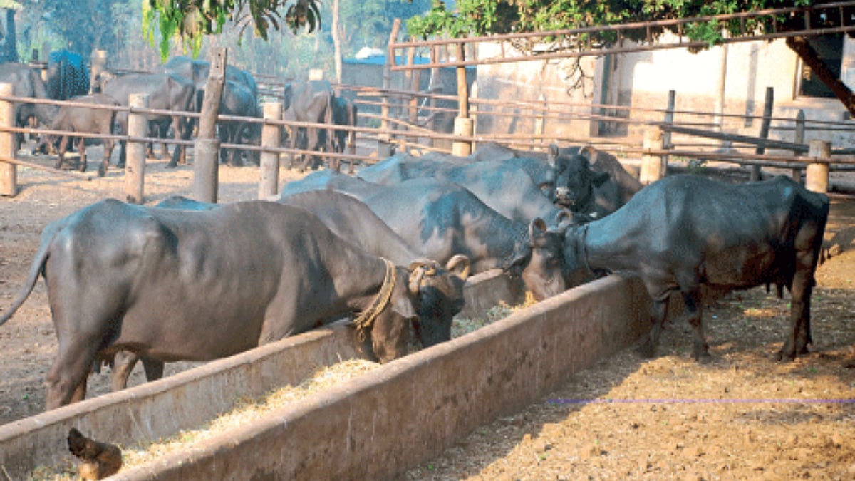 Animal feed | दुधाळ जनावरांच्या आहारात खनिजद्रव्यांचे महत्त्व ...