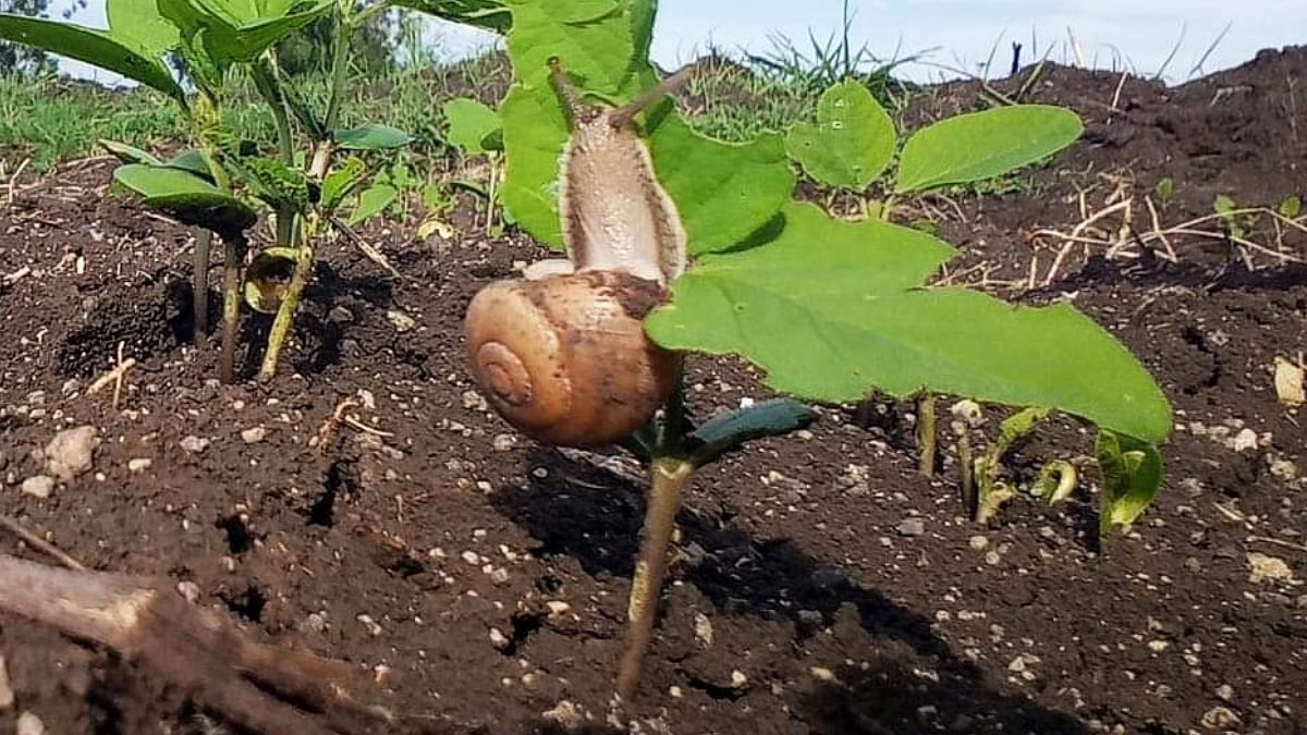 Snail Control : शंखी गोगलगायींचे व्यवस्थापन प्रभावी व्यवस्थापन कसे ...