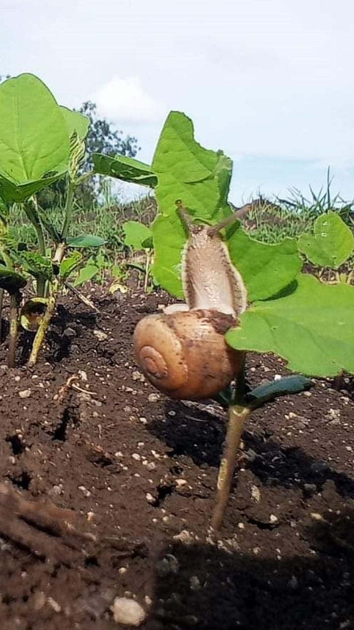 Soybean Snail Control : शंखी गोगलगायीला रोखण्याचे हे आहेत उपाय|Here are ...