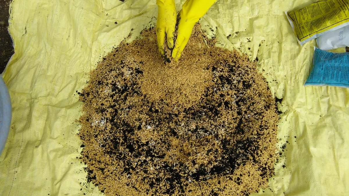 Paddy Seed Treatment : भातावर बीजप्रक्रिया केल्यामुळे कोणत्या रोगाचा ...